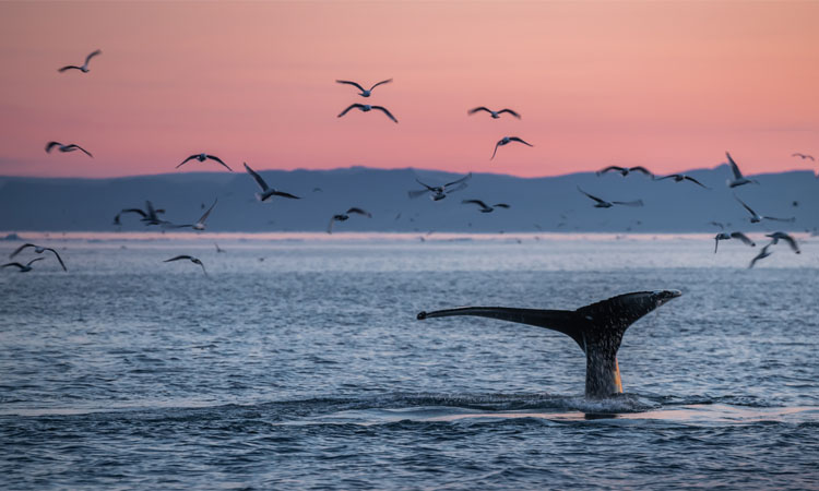 Wildlife in Cardiff-by-the-Sea | Cardiff Vacations